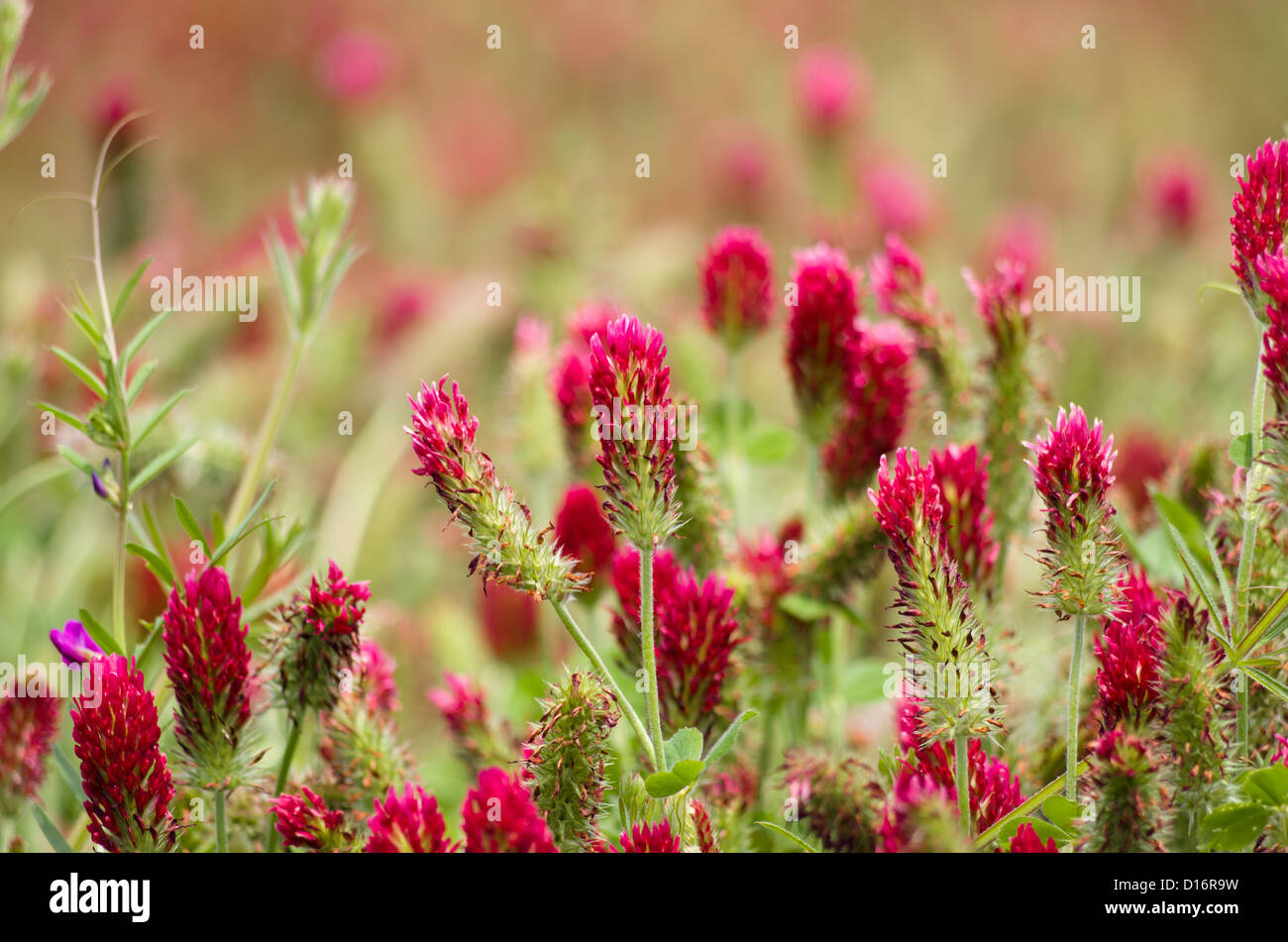 A field of red clover plants in bloom Stock Photo - Alamy