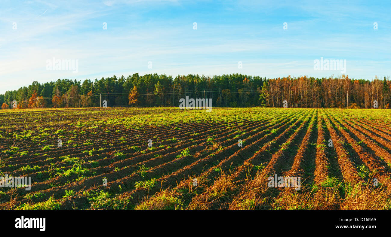 Autumn potato harvest field. Evening sunlight Stock Photo - Alamy