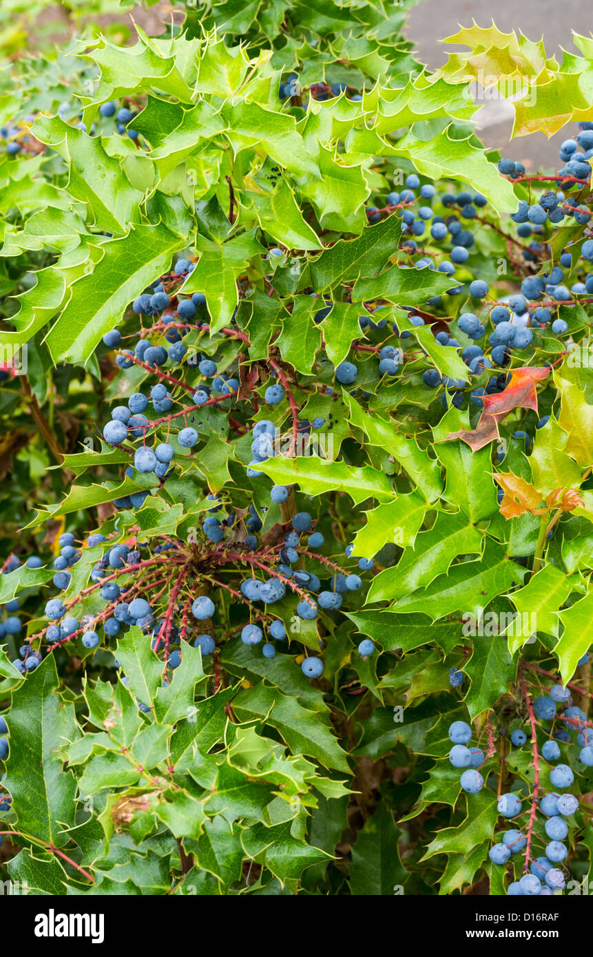 Mahonia aquifolium Oregon grape holly the Oregon state flower Stock ...