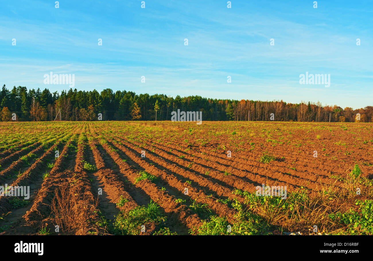 Autumn potato harvest field. Evening sunlight Stock Photo - Alamy