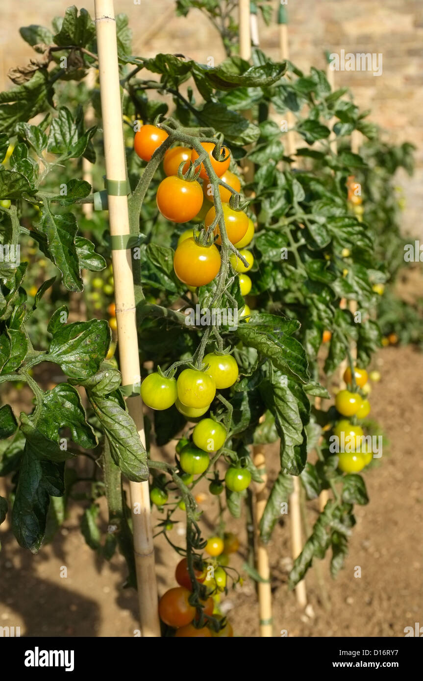 Tomato's growing on plant Stock Photo - Alamy