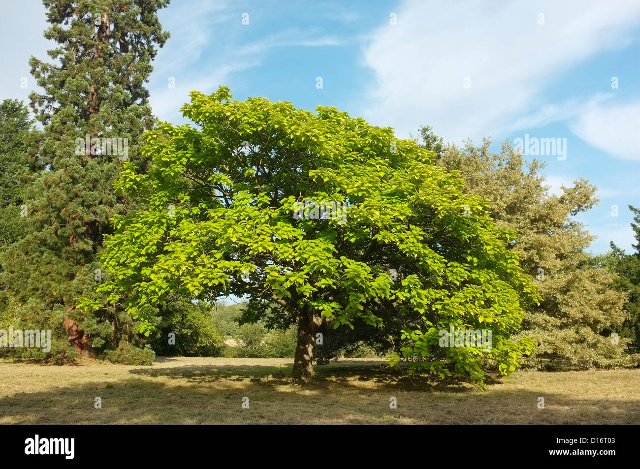 Mulberry tree planted hi-res stock photography and images - Alamy
