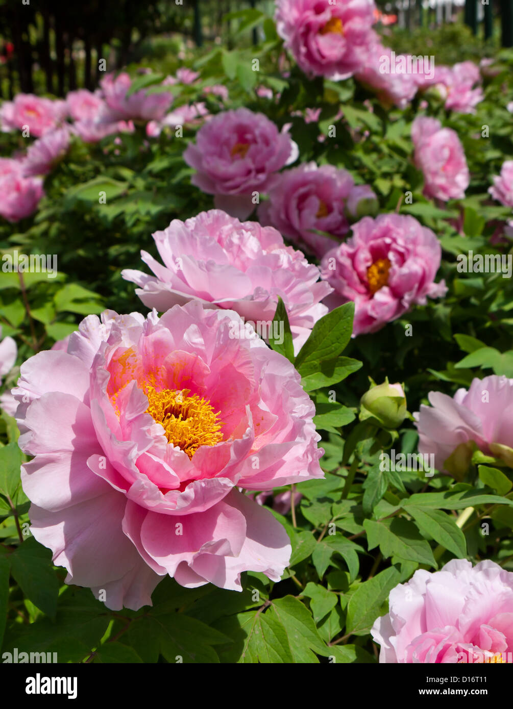 Close-up of soft pink peony Stock Photo - Alamy