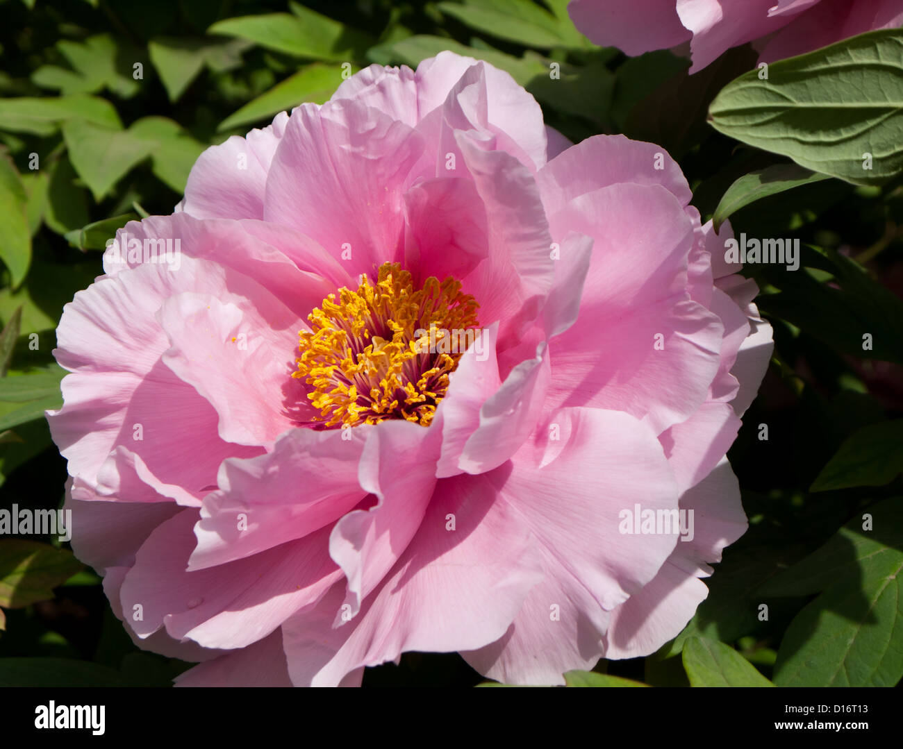 Close-up of soft pink peony Stock Photo - Alamy