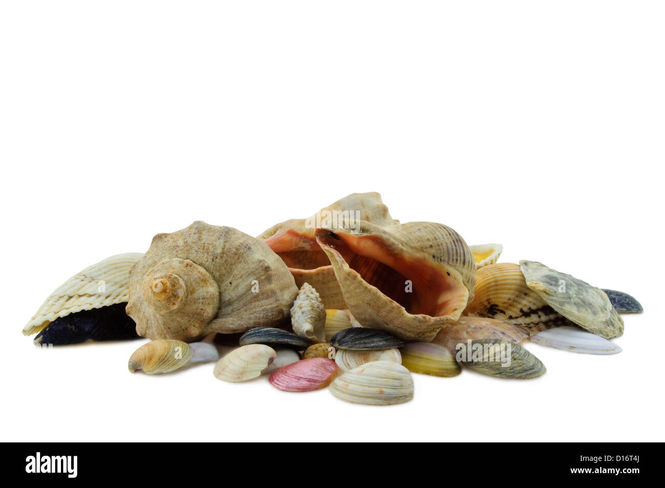 seashells isolated on white background Stock Photo - Alamy
