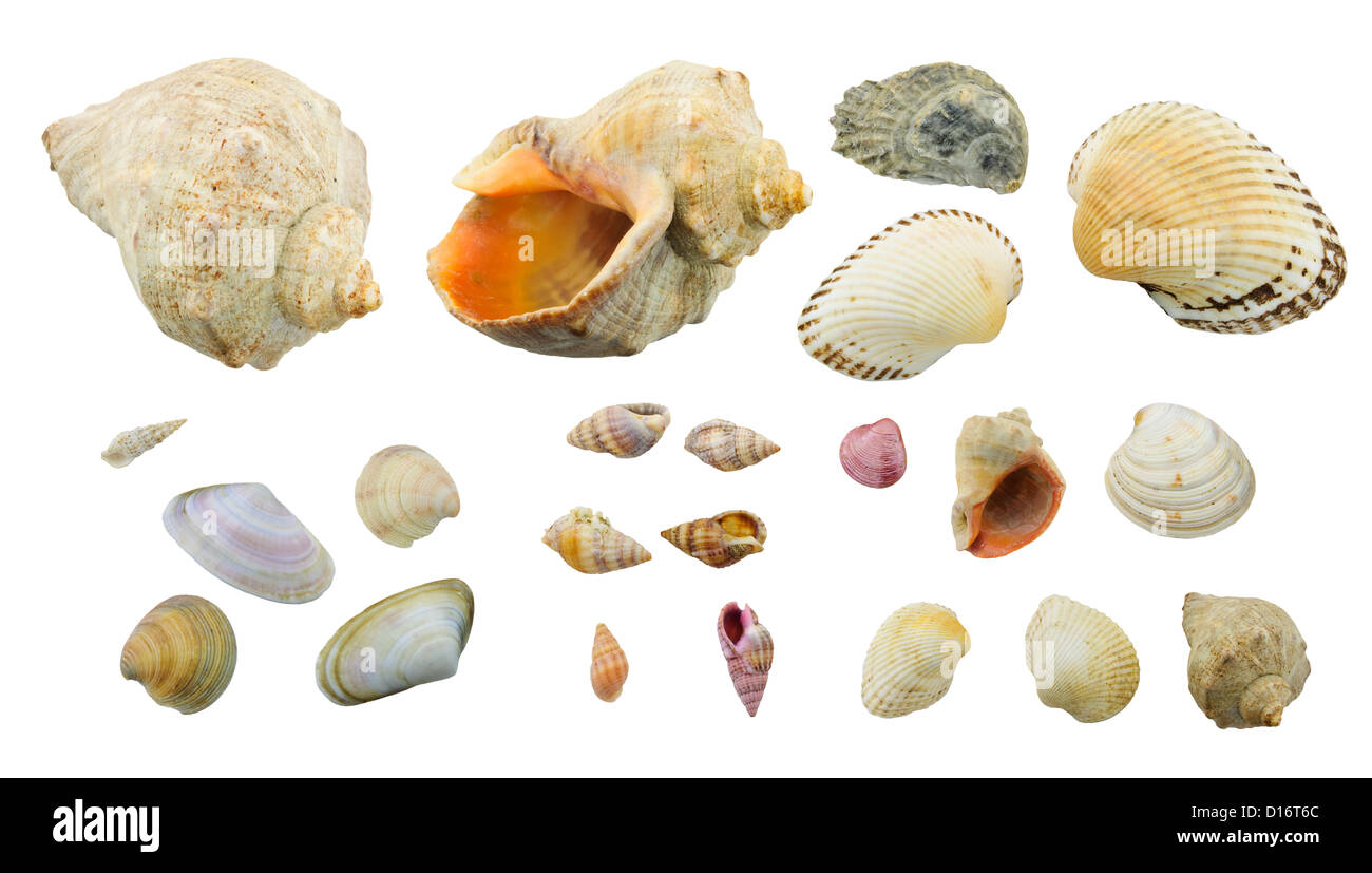 seashells isolated on white background Stock Photo - Alamy