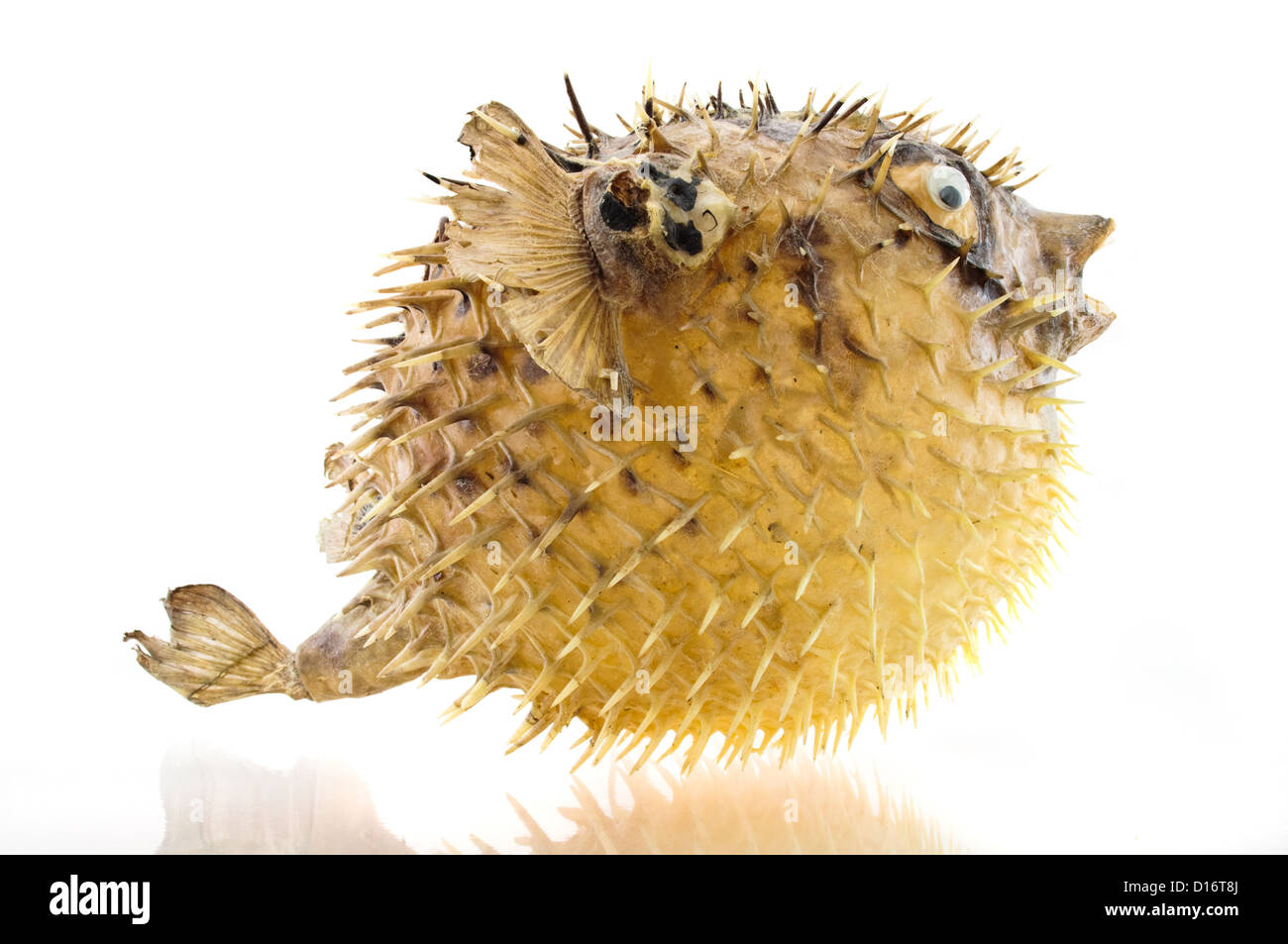 sea urchin on white background Stock Photo - Alamy