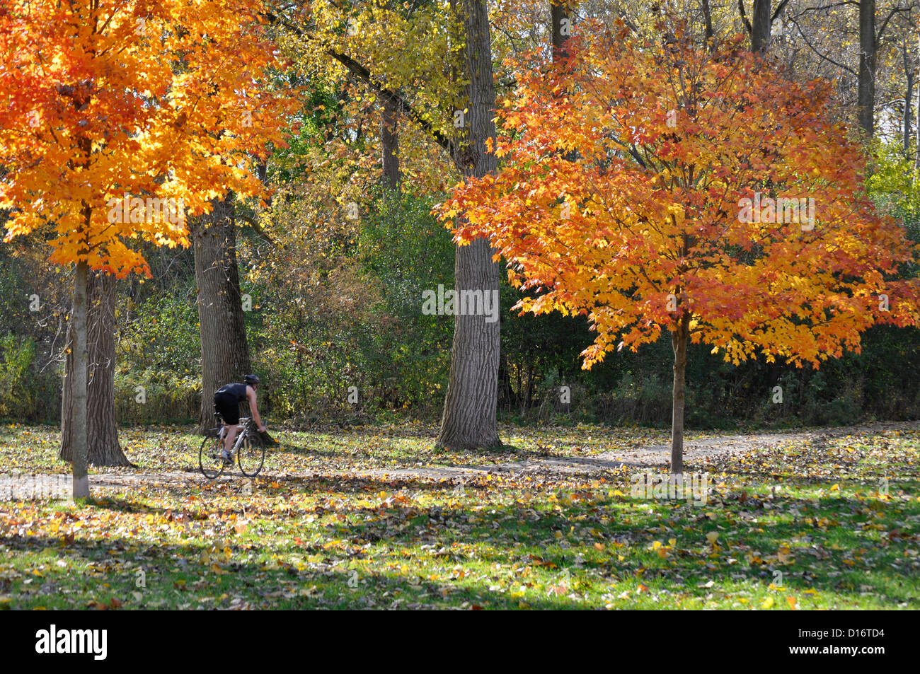 A cyclist in a park in autumn Stock Photo - Alamy