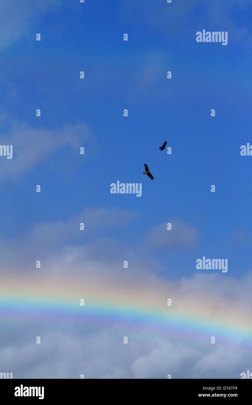 Two birds flying against blue sky and rainbow Stock Photo - Alamy