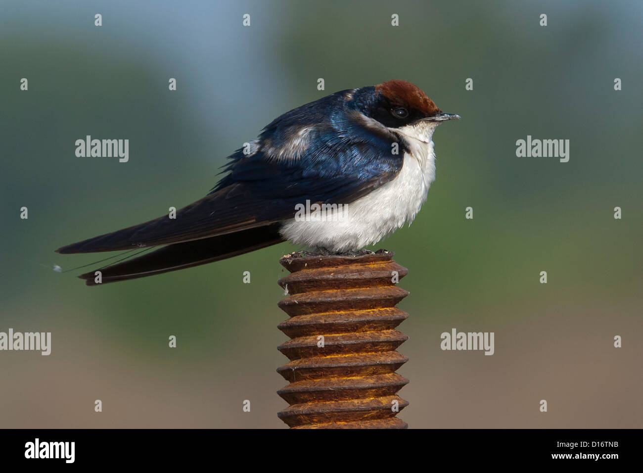 Wire-tailed Swallow ( Hirundo smithii) Gujarat, India Stock Photo - Alamy