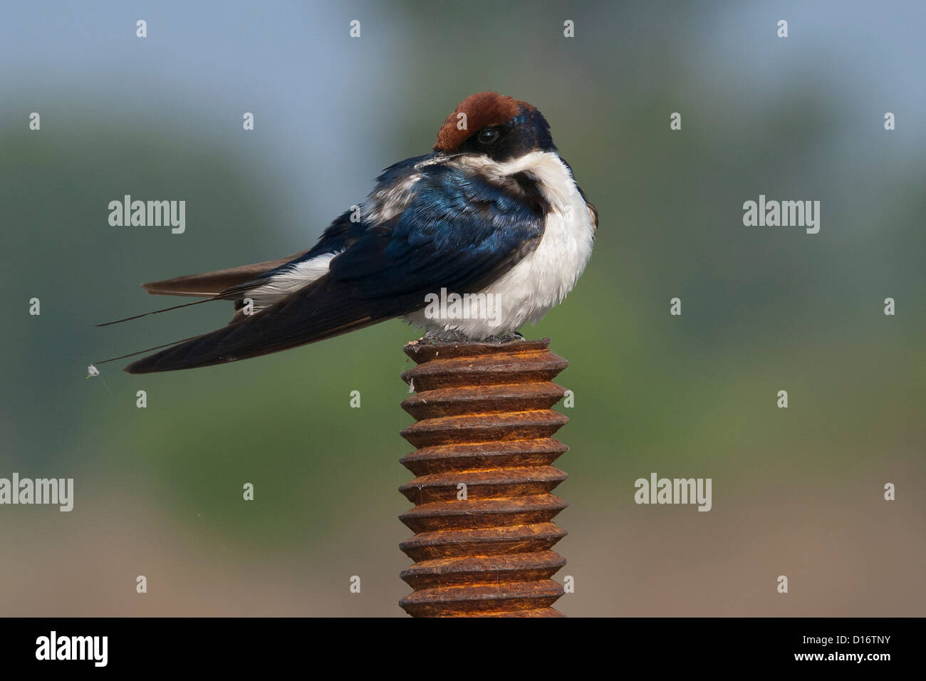 Wire-tailed Swallow ( Hirundo smithii) Gujarat, India Stock Photo - Alamy