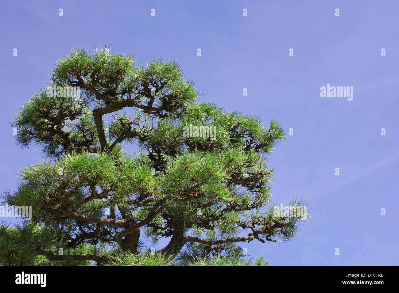 Pine tree and blue sky Stock Photo - Alamy
