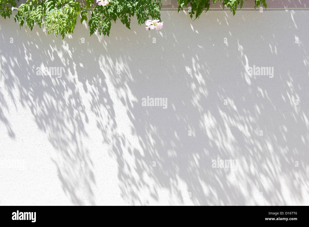 Summer shadows on wall hi-res stock photography and images - Alamy