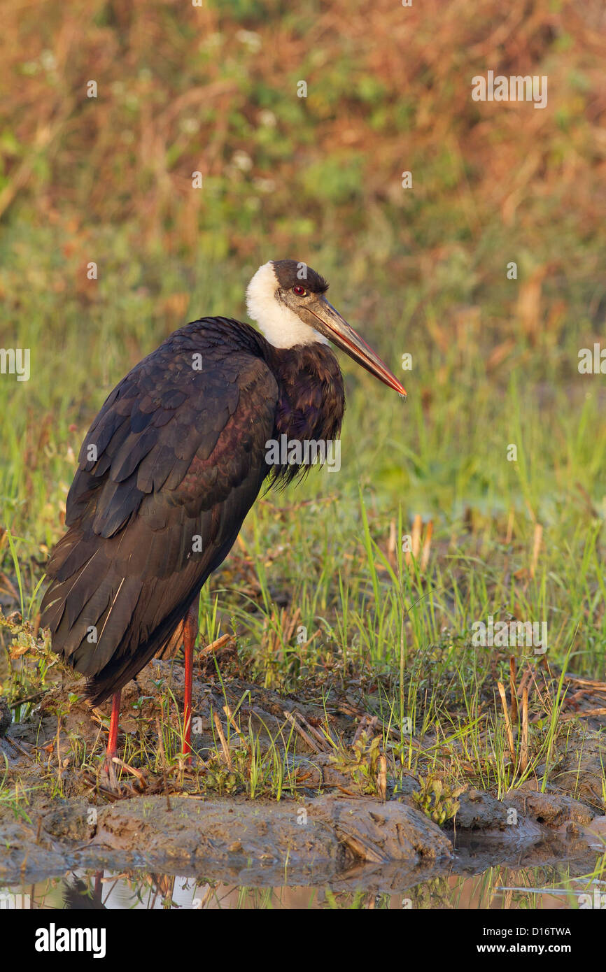 White necked stork hi-res stock photography and images - Alamy