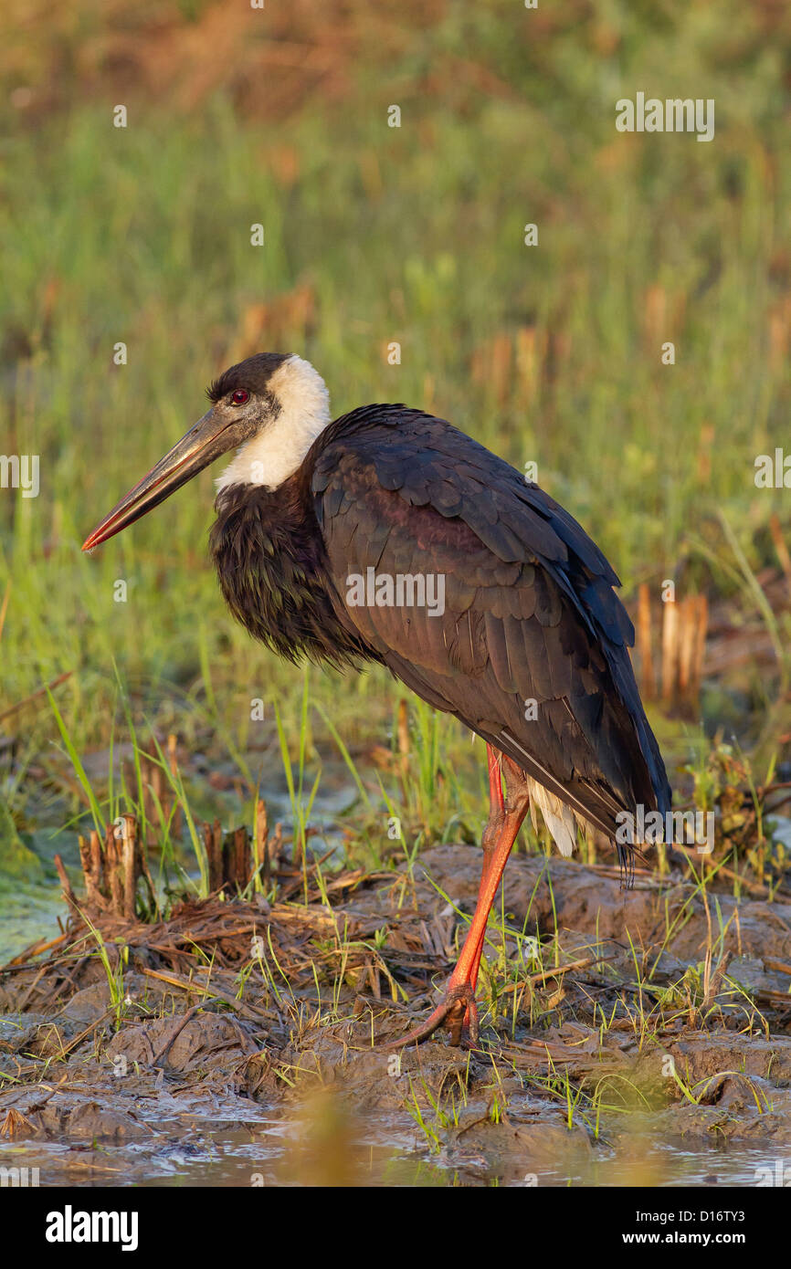 Woolly-necked Stork or White-necked Stork (Ciconia episcopus Stock ...