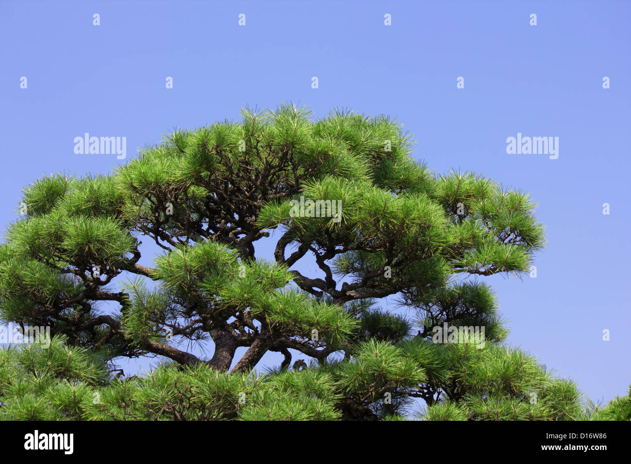 Pine tree and blue sky Stock Photo - Alamy