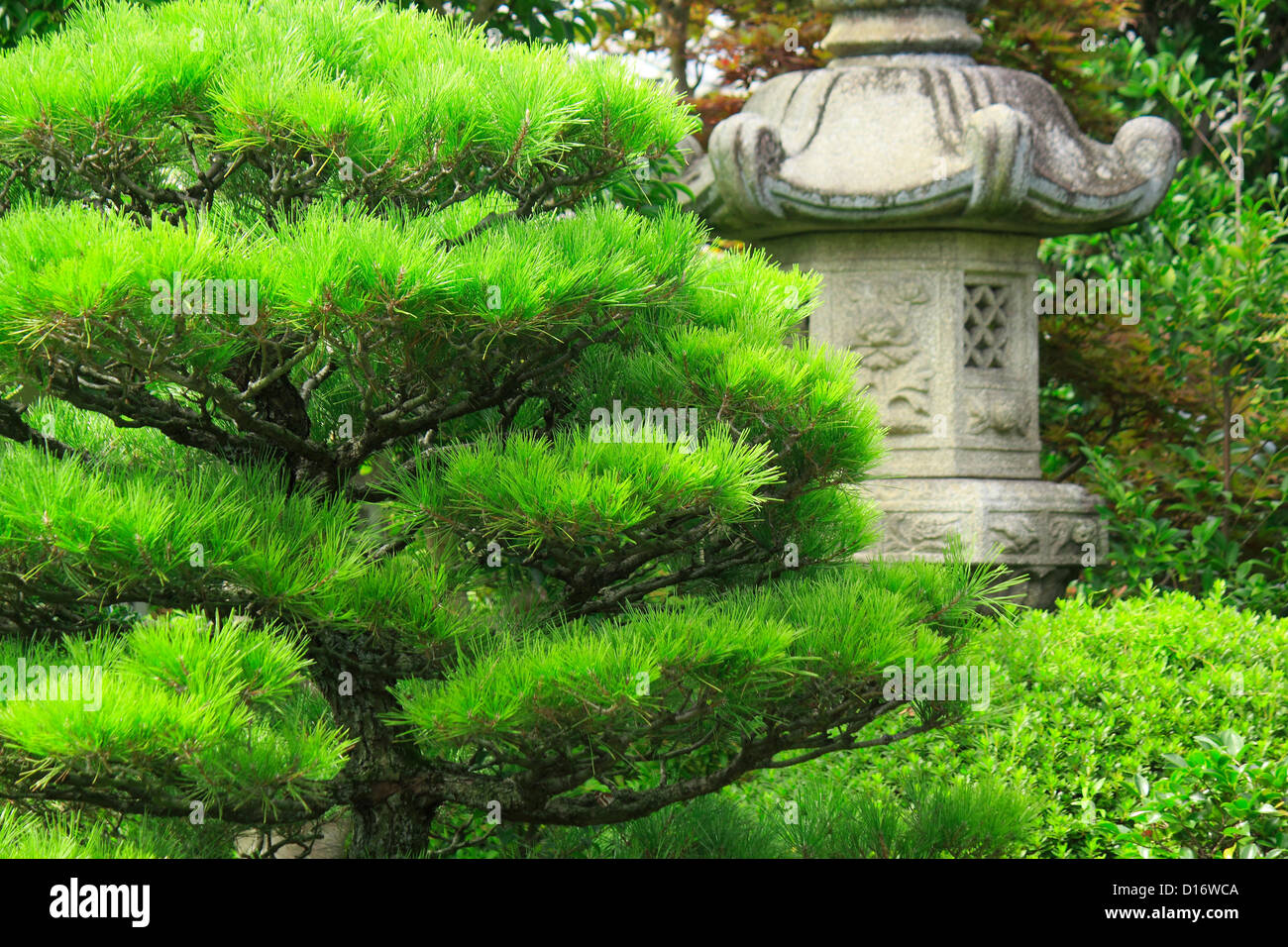 Pine tree and stone lantern, Nara Prefecture Stock Photo - Alamy