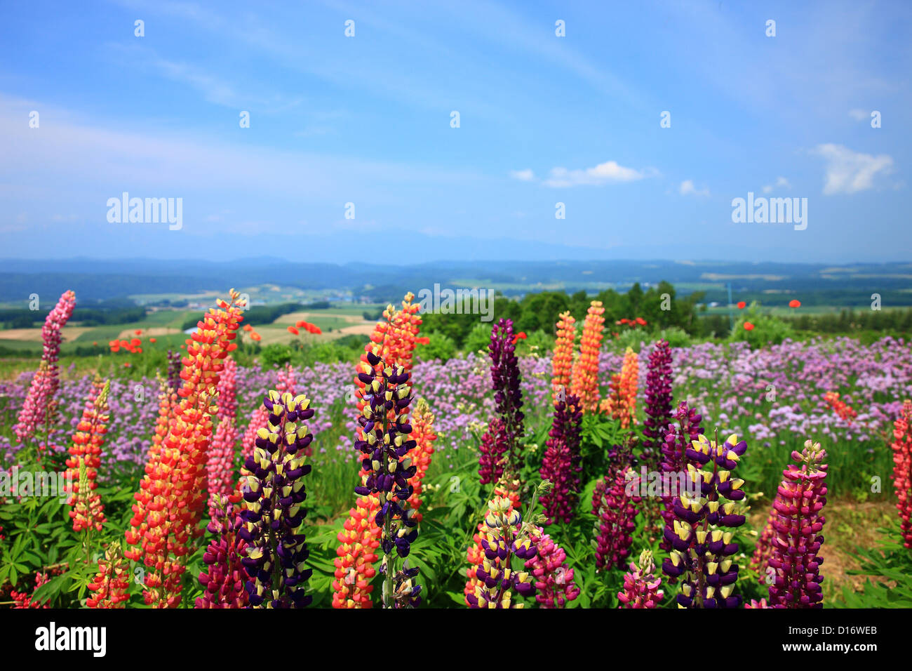 Lupin Japan Hi Res Stock Photography And Images Alamy