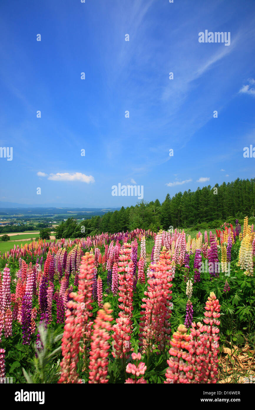 Lupin Japan Hi Res Stock Photography And Images Alamy