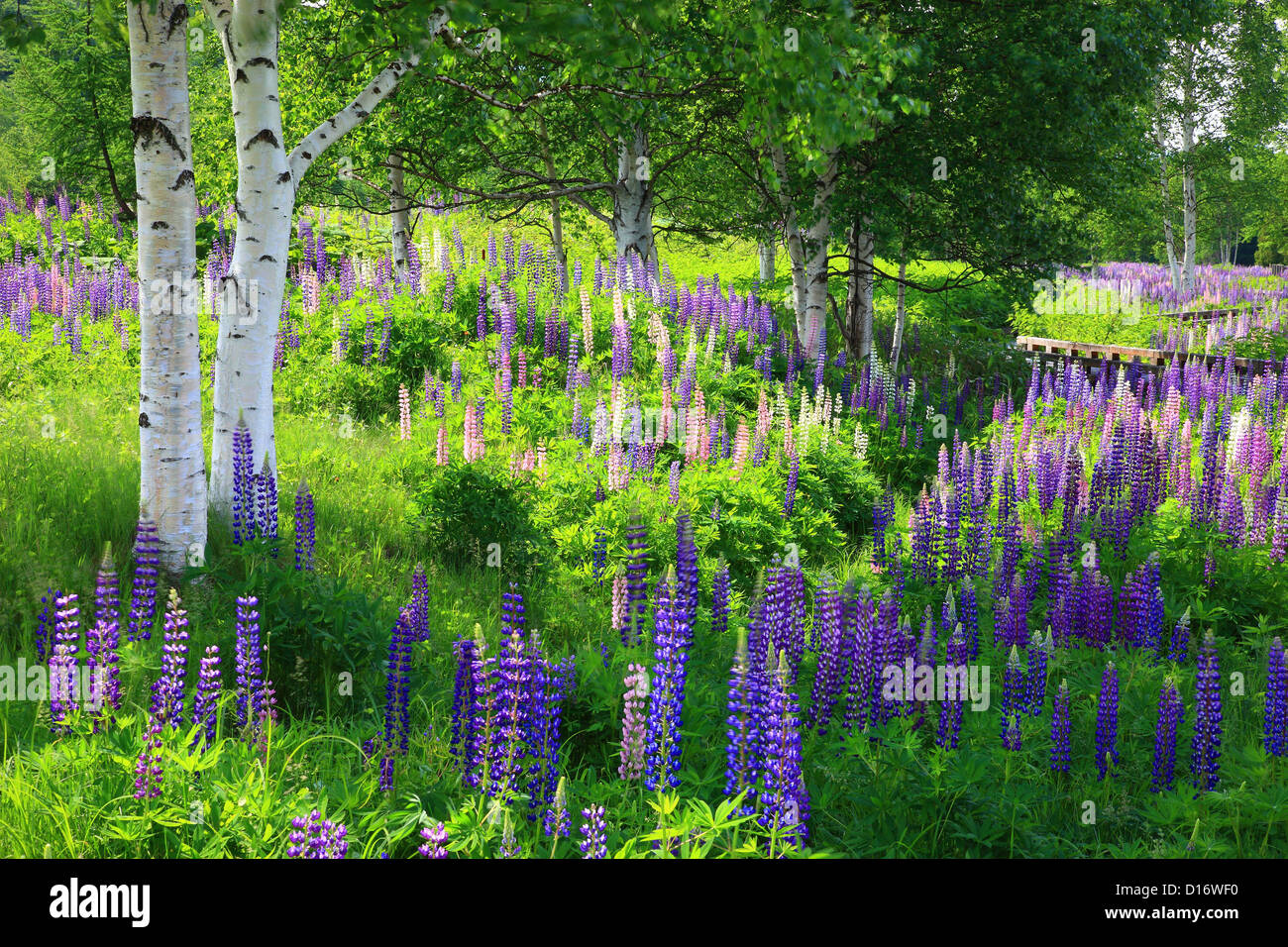 Lupine field in kamishihoro hi-res stock photography and images - Alamy