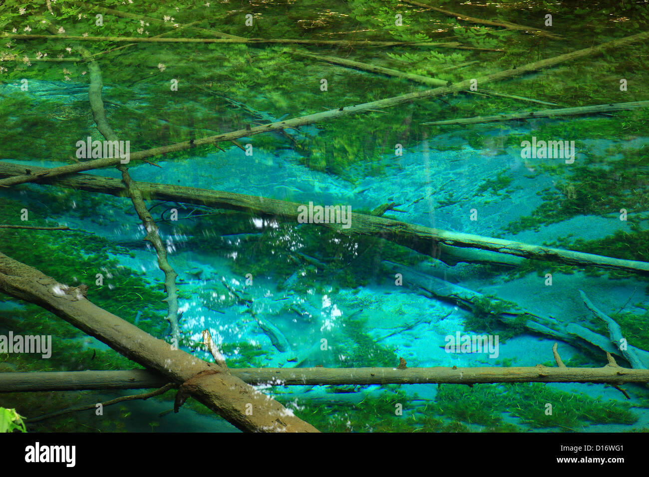 Falling trees into water in Kiyosato, Hokkaido Stock Photo - Alamy