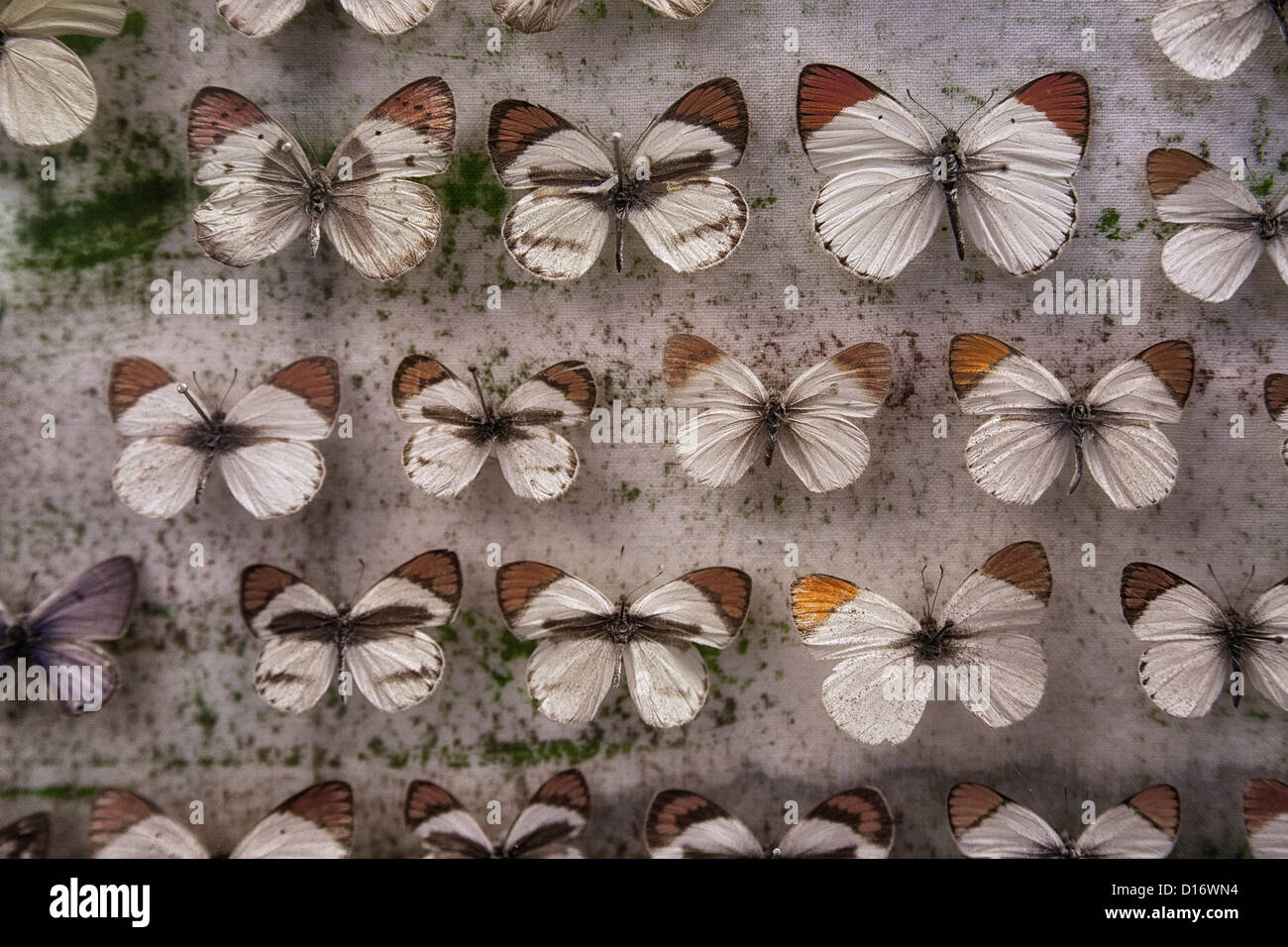 Collectors of butterflies hi-res stock photography and images - Alamy
