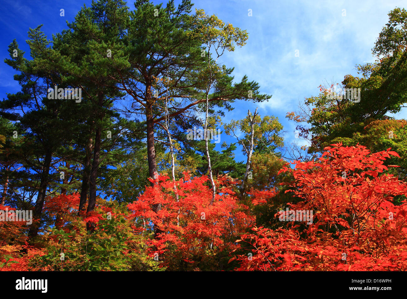 Autumn leaves and trees in Shiga highlands, Nagano Prefecture Stock ...