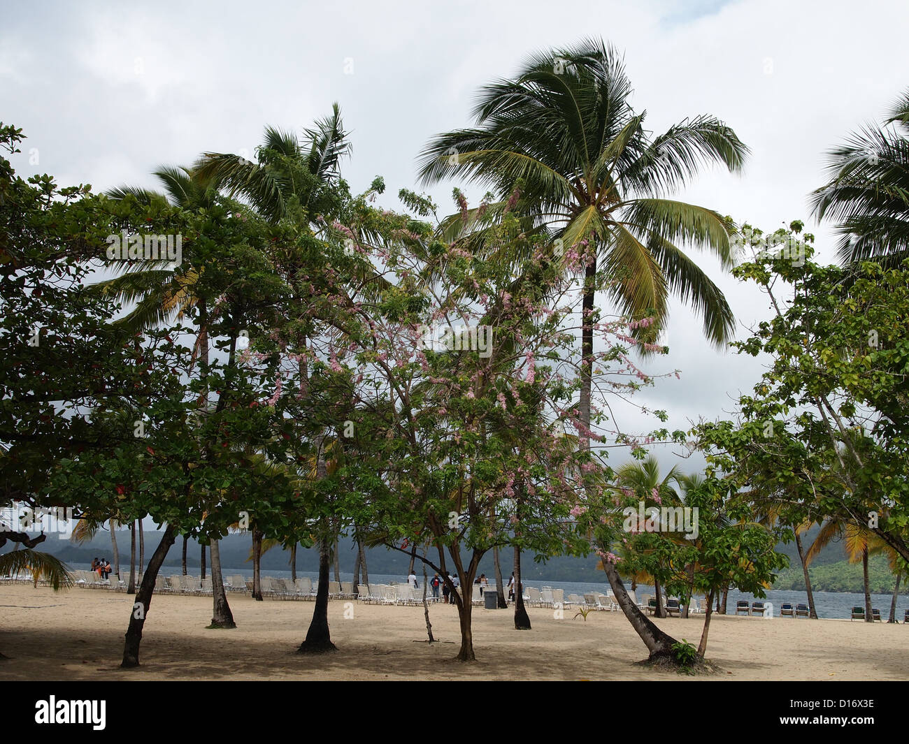 Palm trees and blooming trees Stock Photo - Alamy