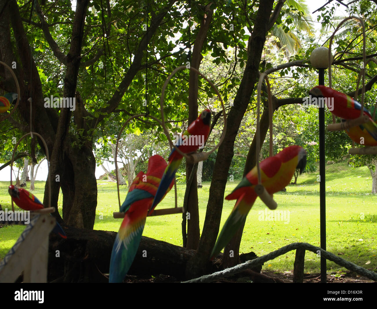 Parrot dominican republic caribbean hi-res stock photography and images ...