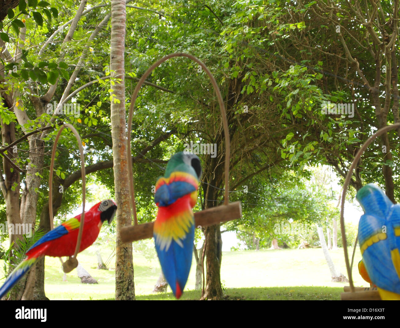 Colorful pet parrots Stock Photo - Alamy