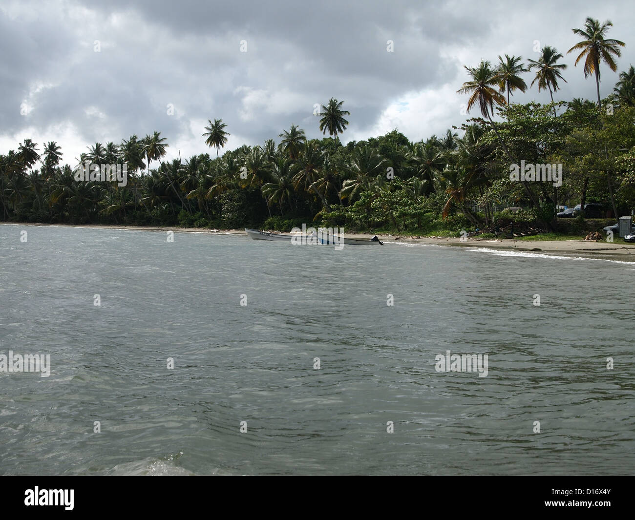 A forest at Caribbean sea Stock Photo - Alamy