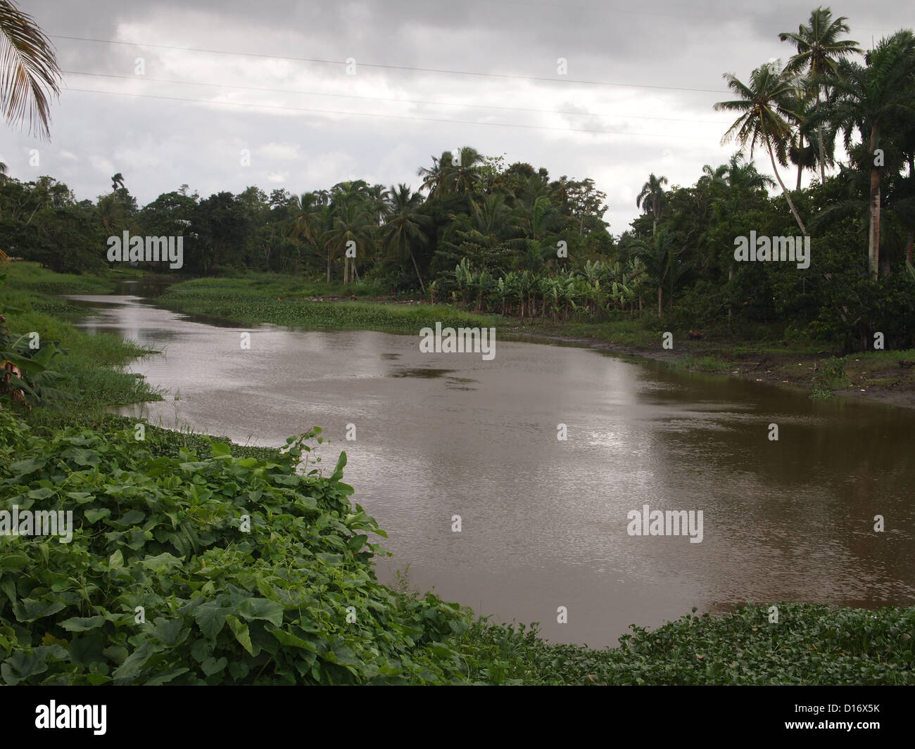 Dirty river runs among many trees and plants Stock Photo - Alamy