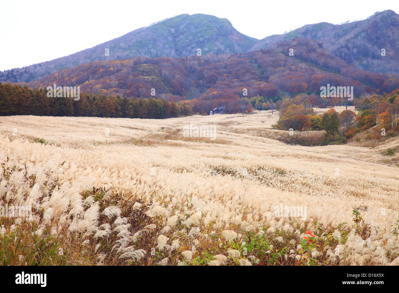 Silver grass field and mountains in Myoko, Niigata Prefecture Stock ...