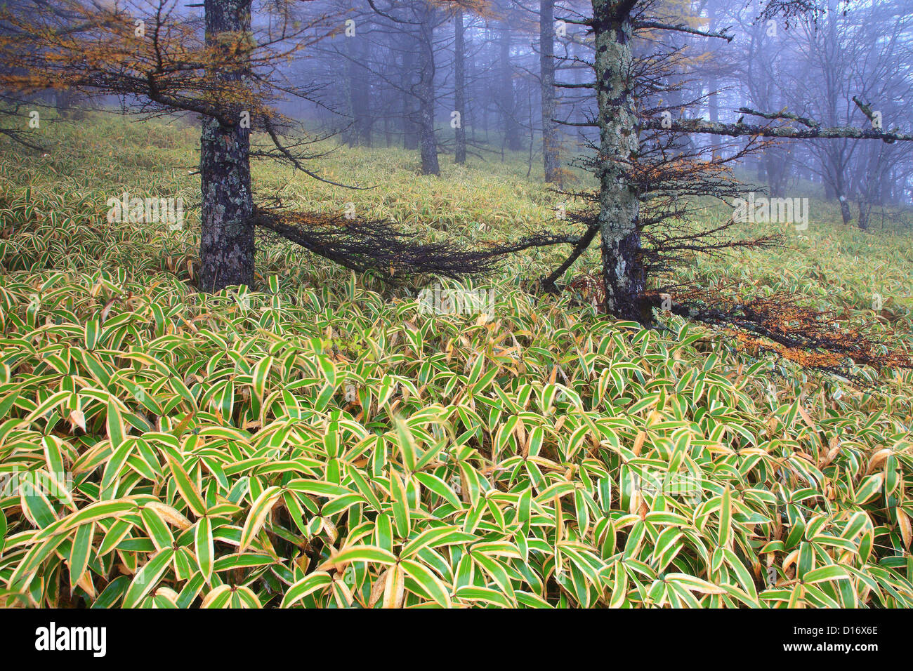 Tomi hi-res stock photography and images - Alamy