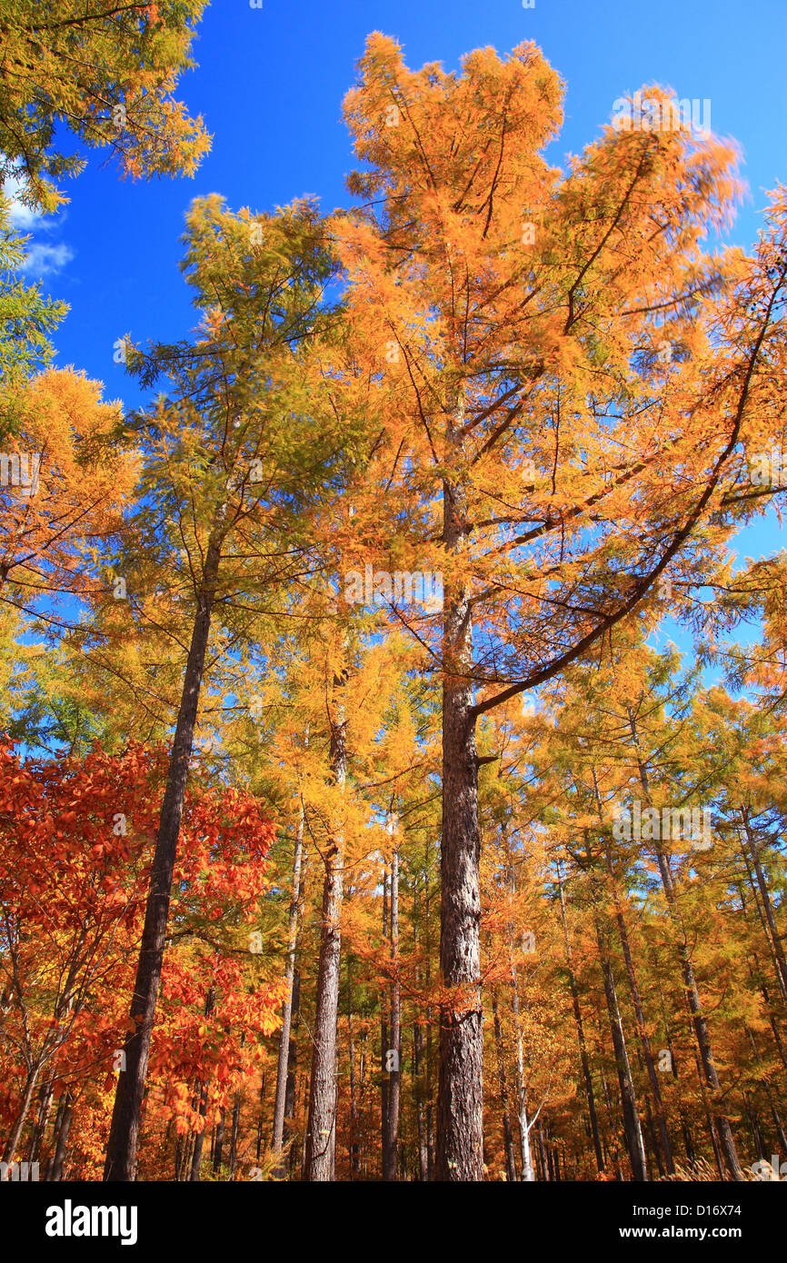 Trees and autumn leaves in Kawakami, Nagano Prefecture Stock Photo - Alamy