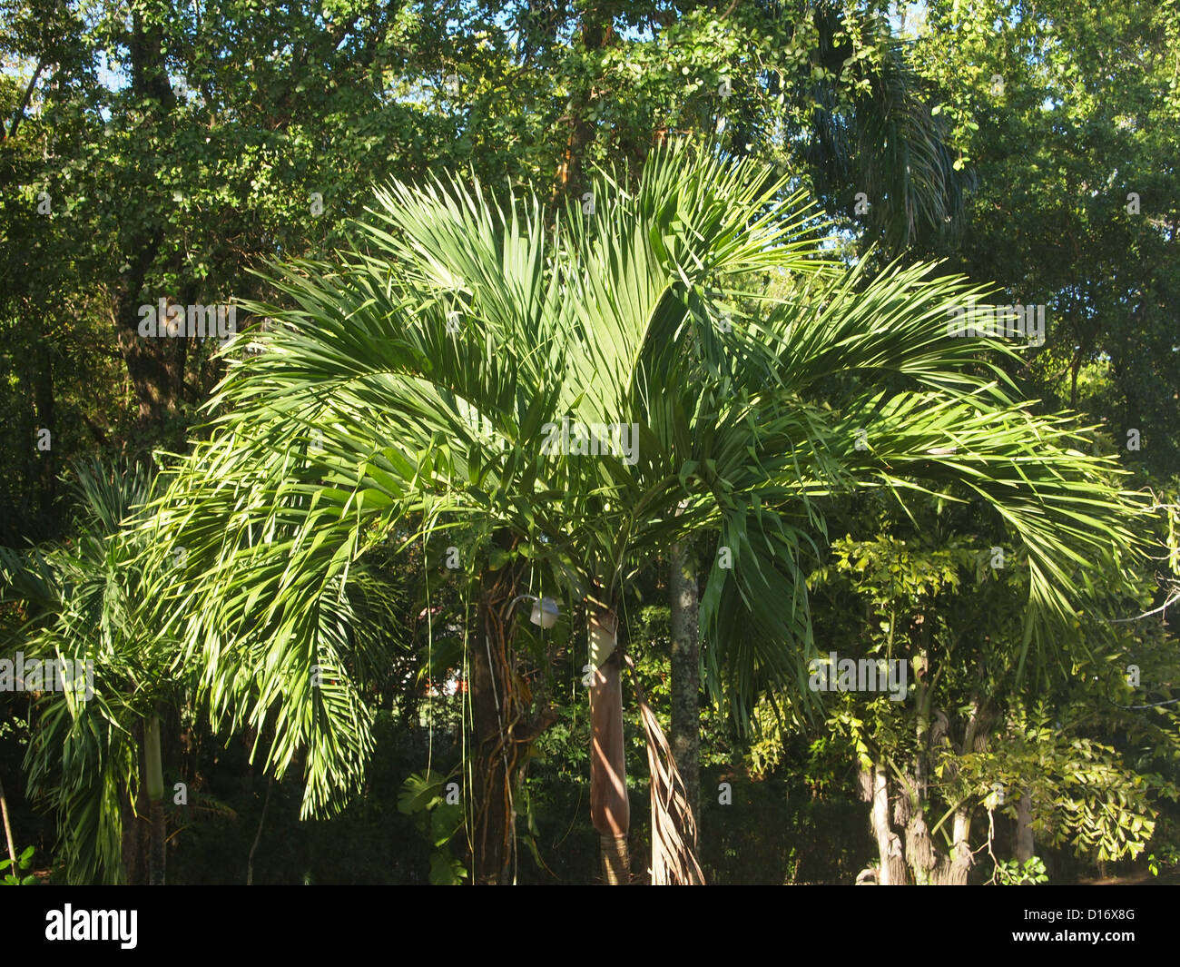 A close up of a nice palm Stock Photo - Alamy