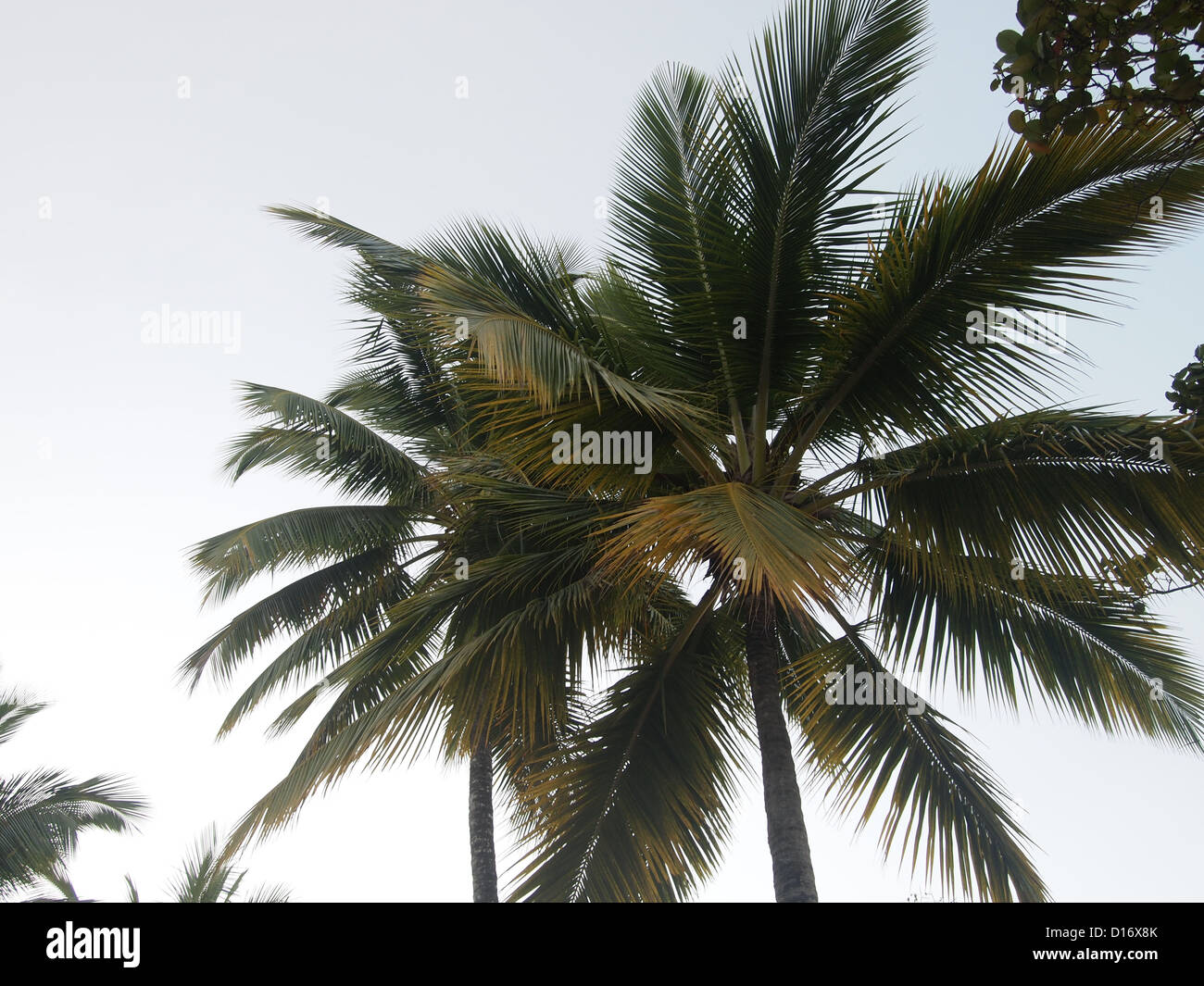 A close up of high palm tree Stock Photo - Alamy