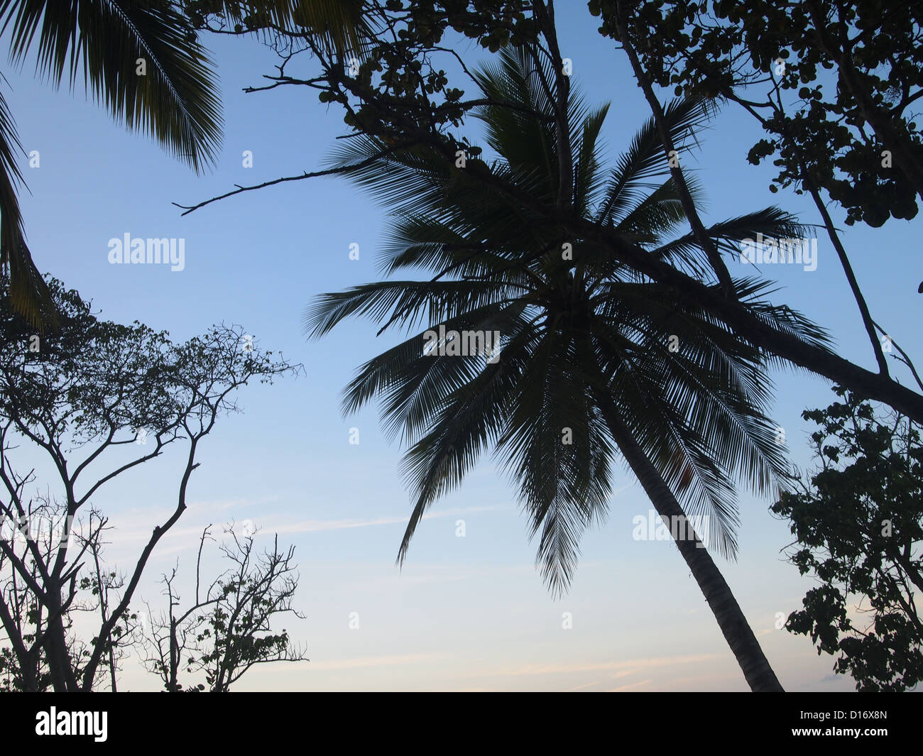 High palm tree Stock Photo - Alamy