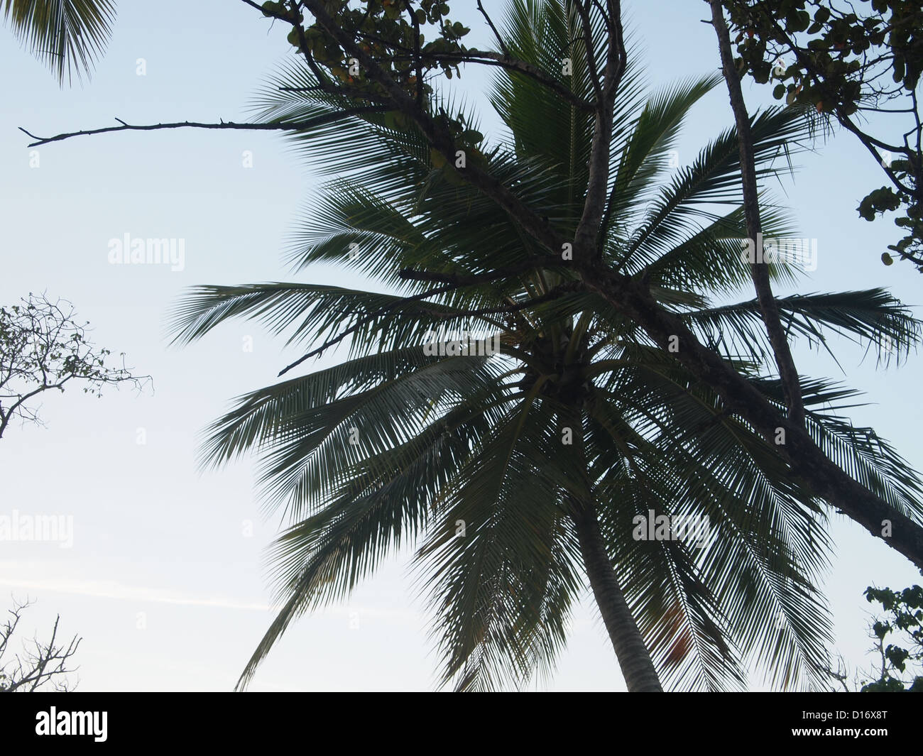 A top of a palm tree Stock Photo - Alamy