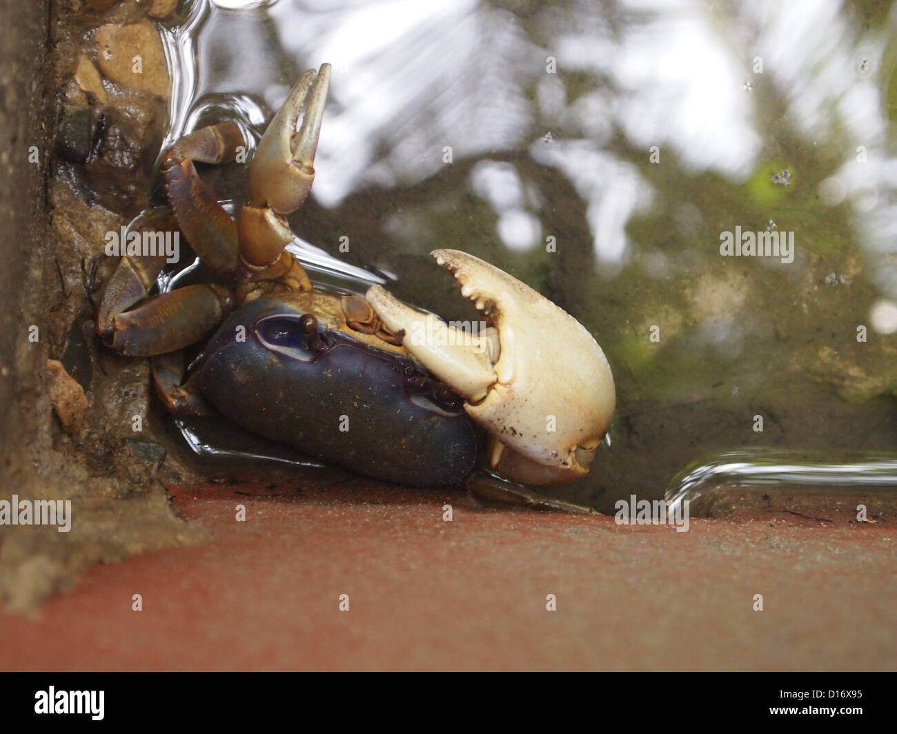 An interesting crab Stock Photo - Alamy