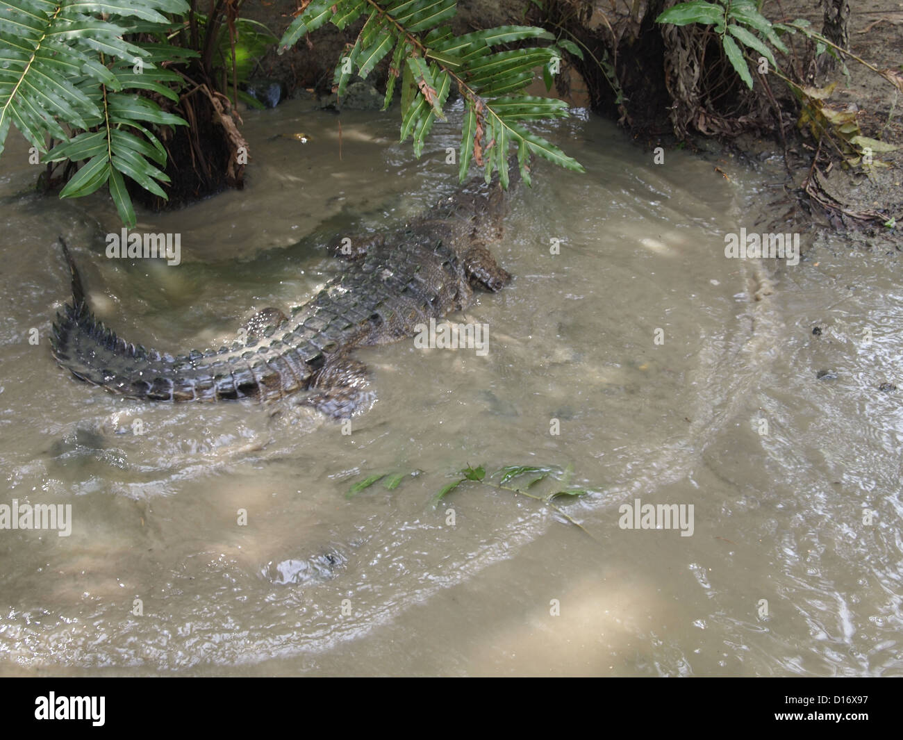 A crocodile is hiding Stock Photo - Alamy