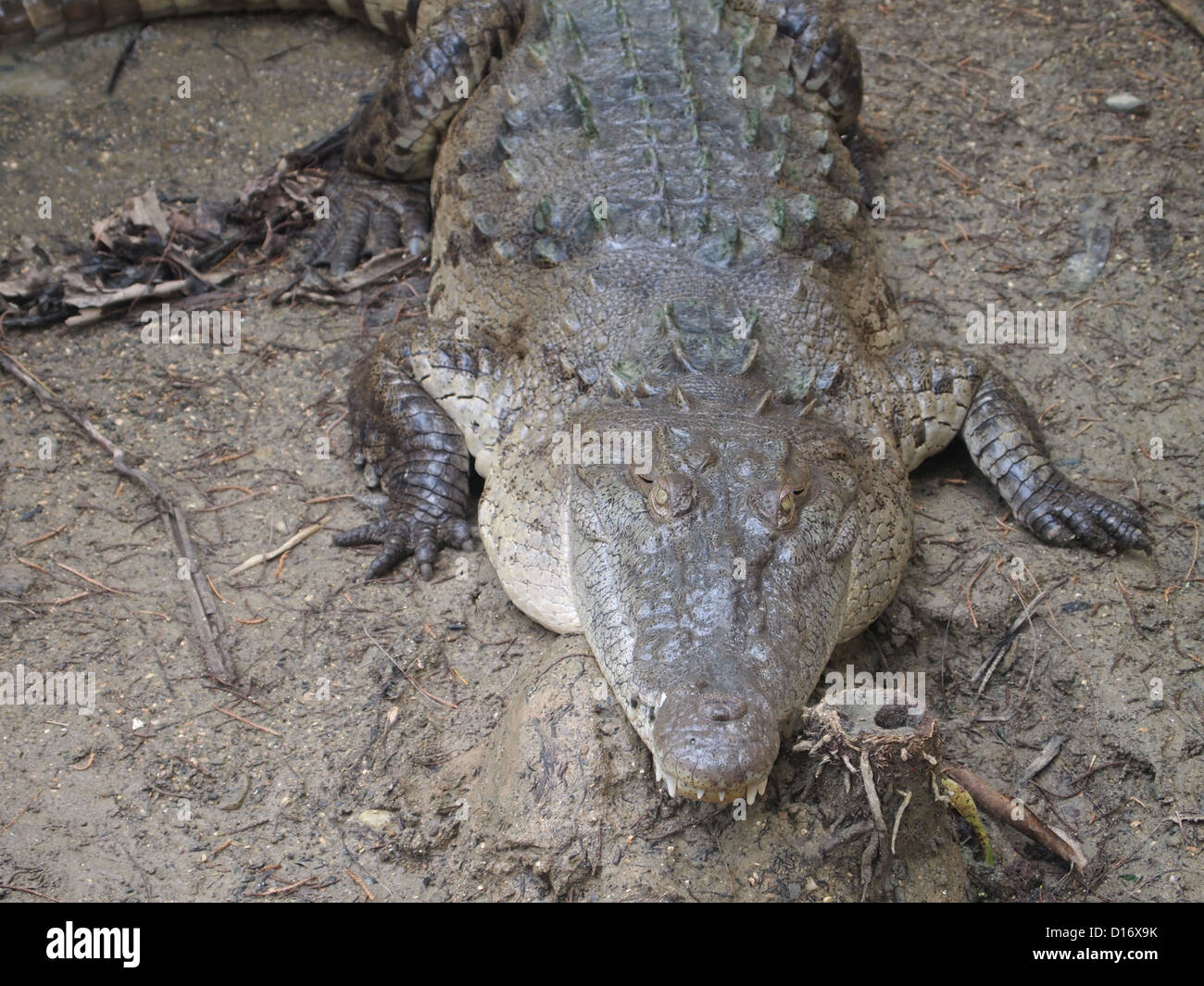 An interesting crocodile Stock Photo - Alamy