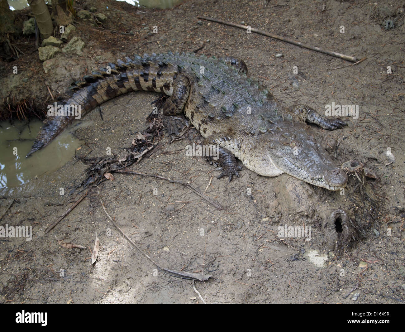 A colorful crocodile Stock Photo - Alamy