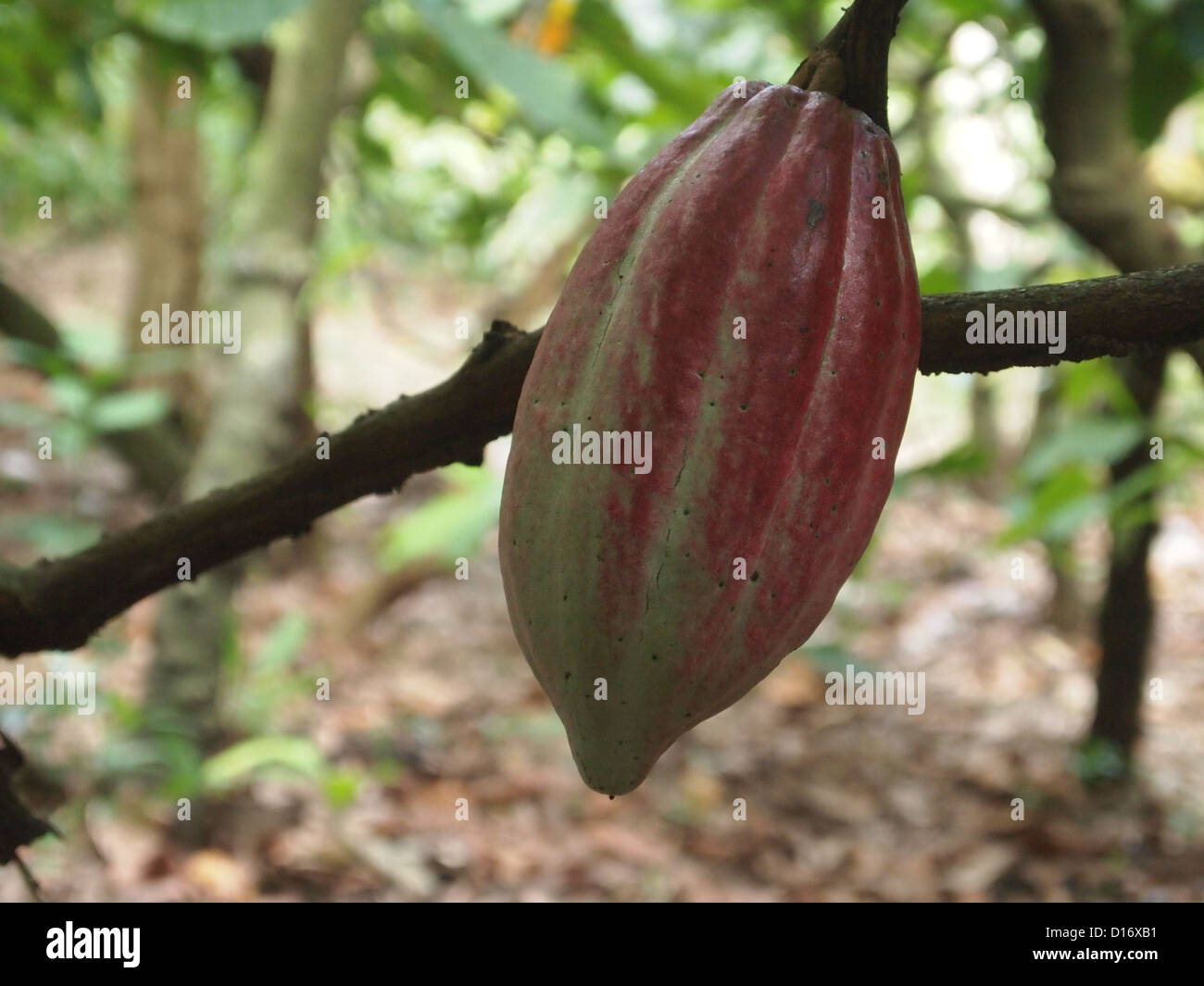 A closeup of red cocoa fruit Stock Photo - Alamy