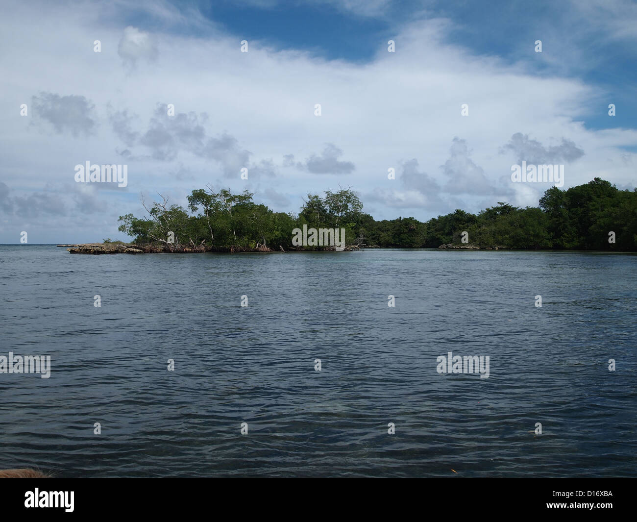 Lots of trees and bushes at seaside Stock Photo - Alamy