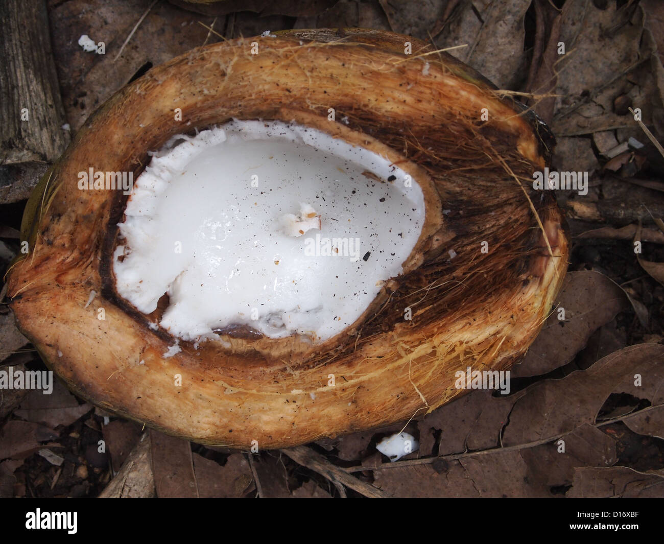 Half of a coconut Stock Photo - Alamy
