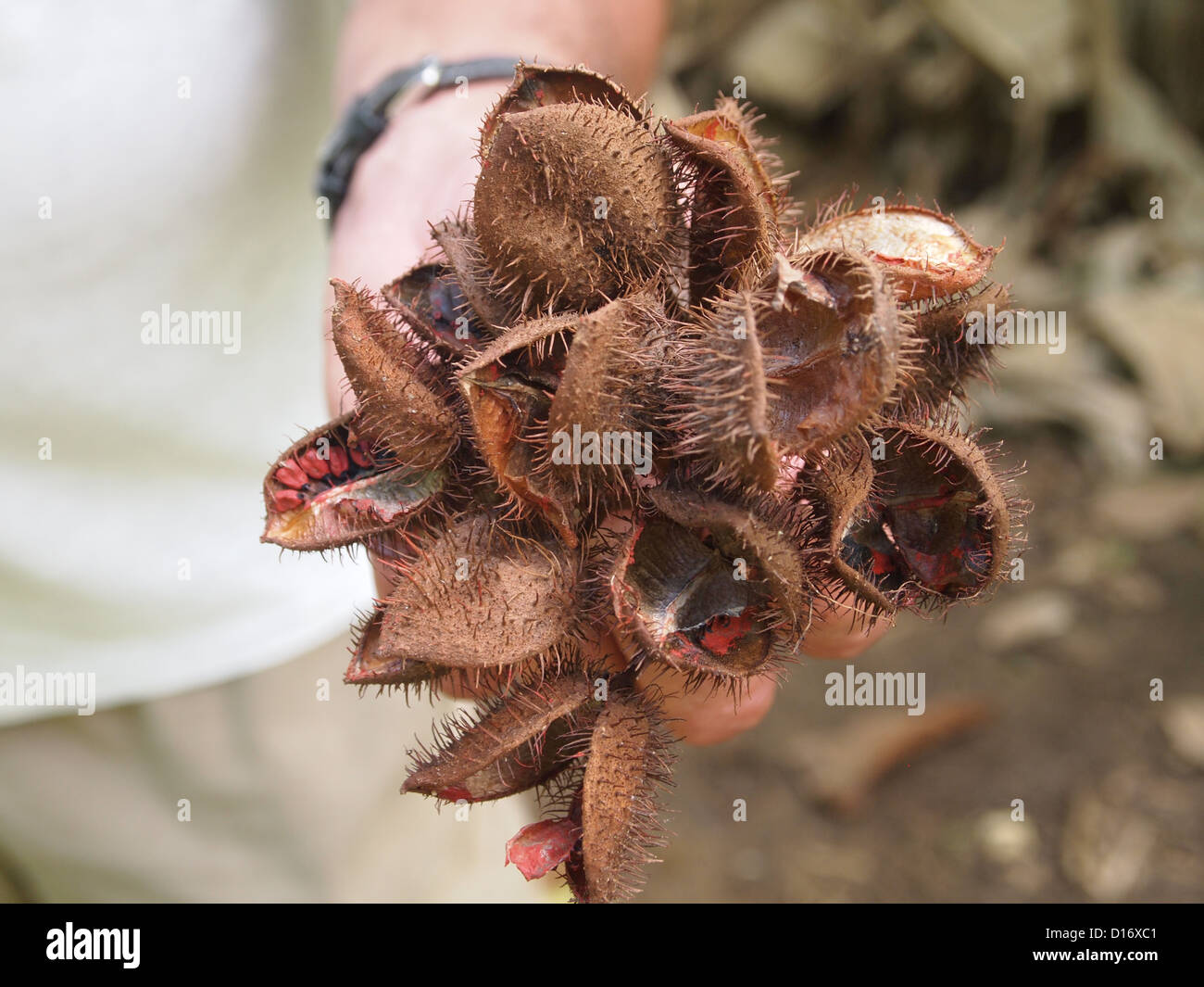 A lipstick fruit Stock Photo - Alamy