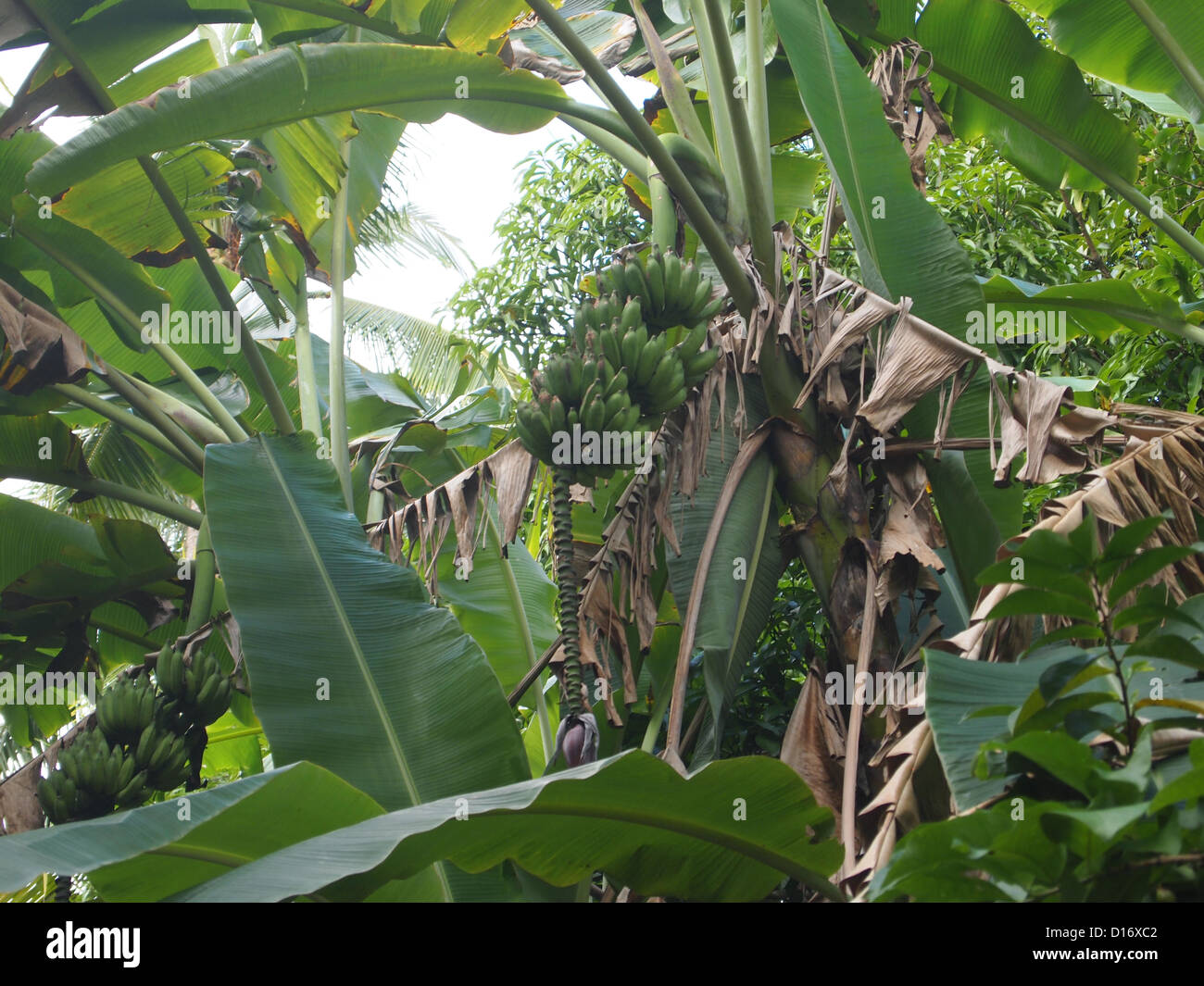 Lots of bananas Stock Photo - Alamy