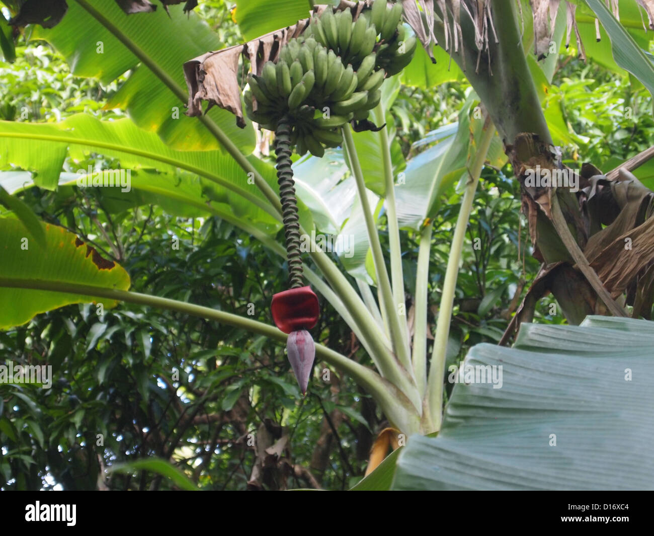 Banana's tree with lots of fruits Stock Photo - Alamy