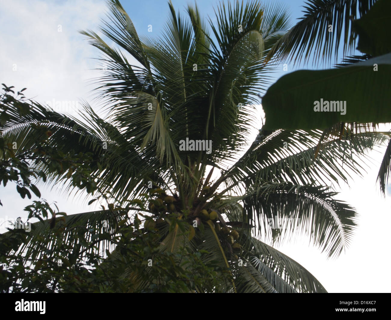 Very high palm tree Stock Photo - Alamy